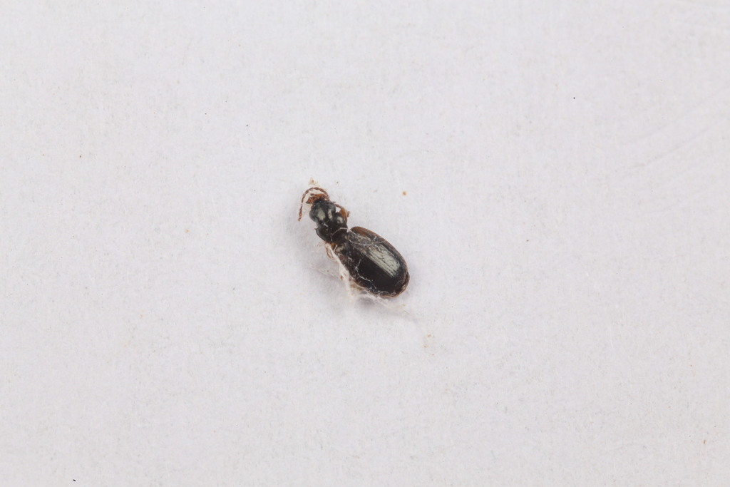 Syntomus pallipes from 中国北京市怀柔区 on March 9, 2022 at 11:42 AM by Mushan ...