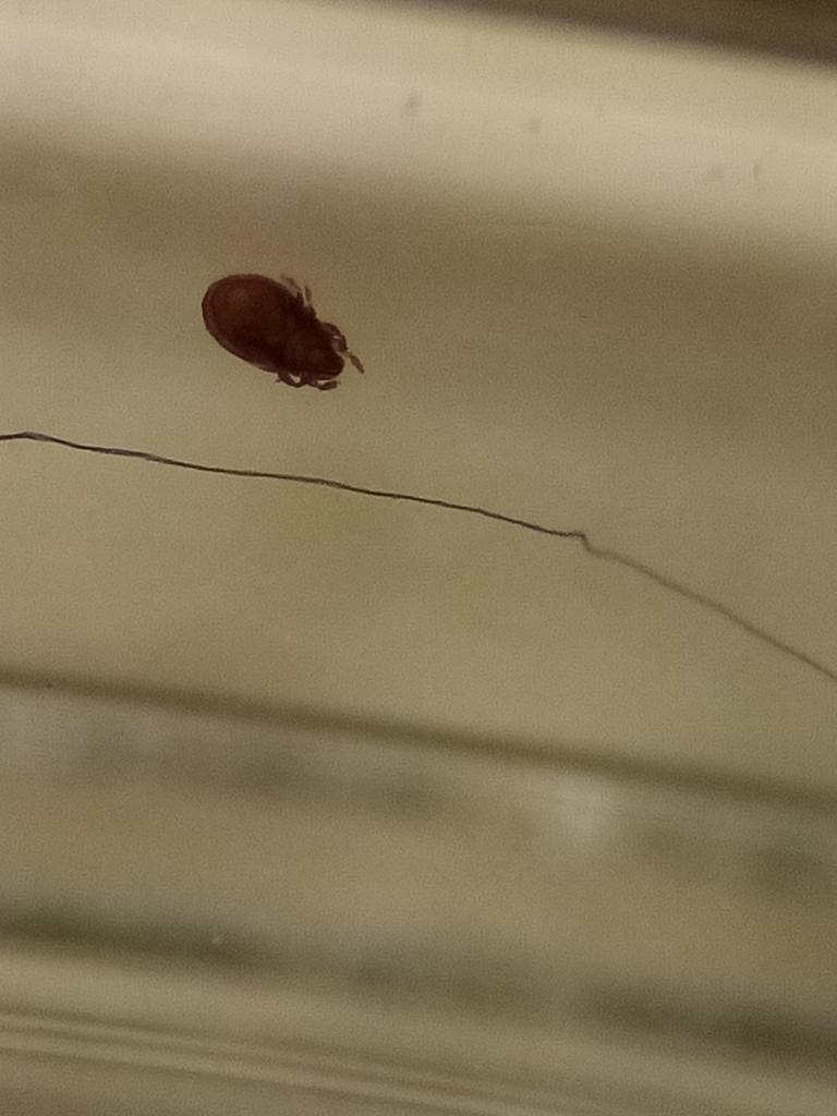 beetle mites from Duvauchelle, New Zealand on March 17, 2023 by ...