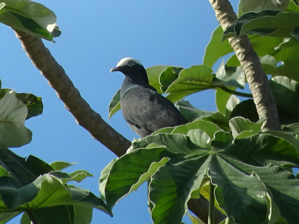 White-crowned Pigeon from Vinales, Cuba on April 9, 2023 at 05:58 PM by ...