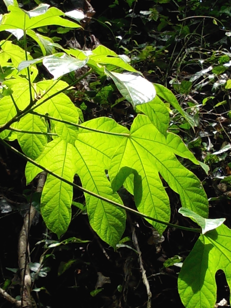 Kola Trees (Cola) - Botanical Realm