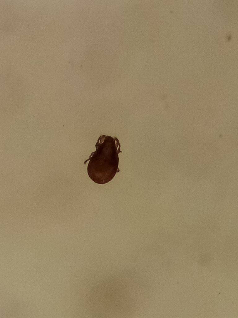 beetle mites from Duvauchelle, New Zealand on March 17, 2023 by ...