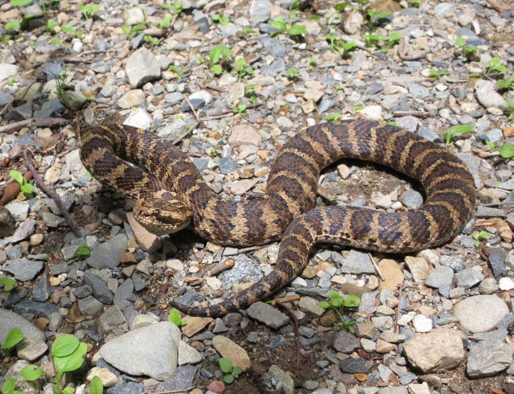 Central Asian Pitviper in June 2023 by Yucheol Shin · iNaturalist