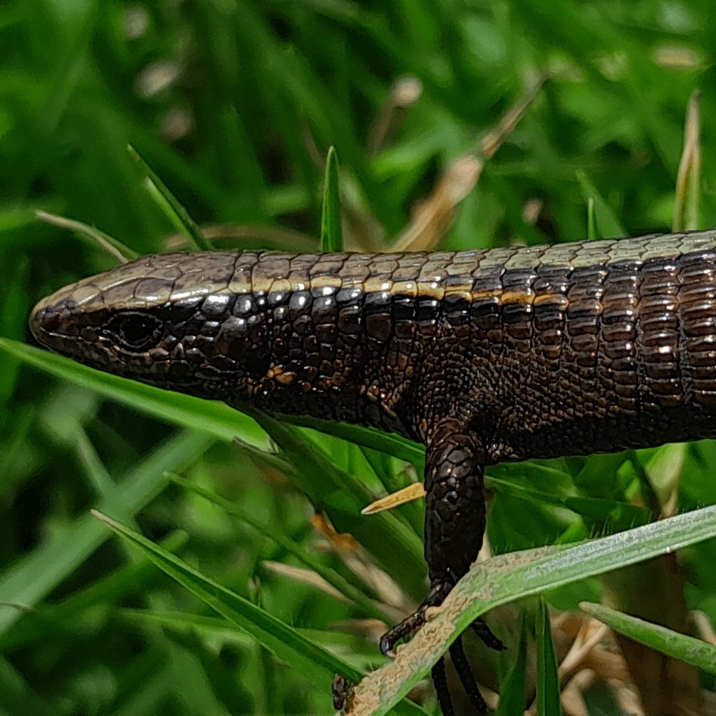 Santa Marta Shade Lizard from Cuchilla Hierbabuena, Sierra Nevada de ...
