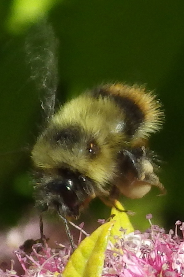 Fuzzy-Horned Bumble Bee from University District, Spokane, WA, USA on ...