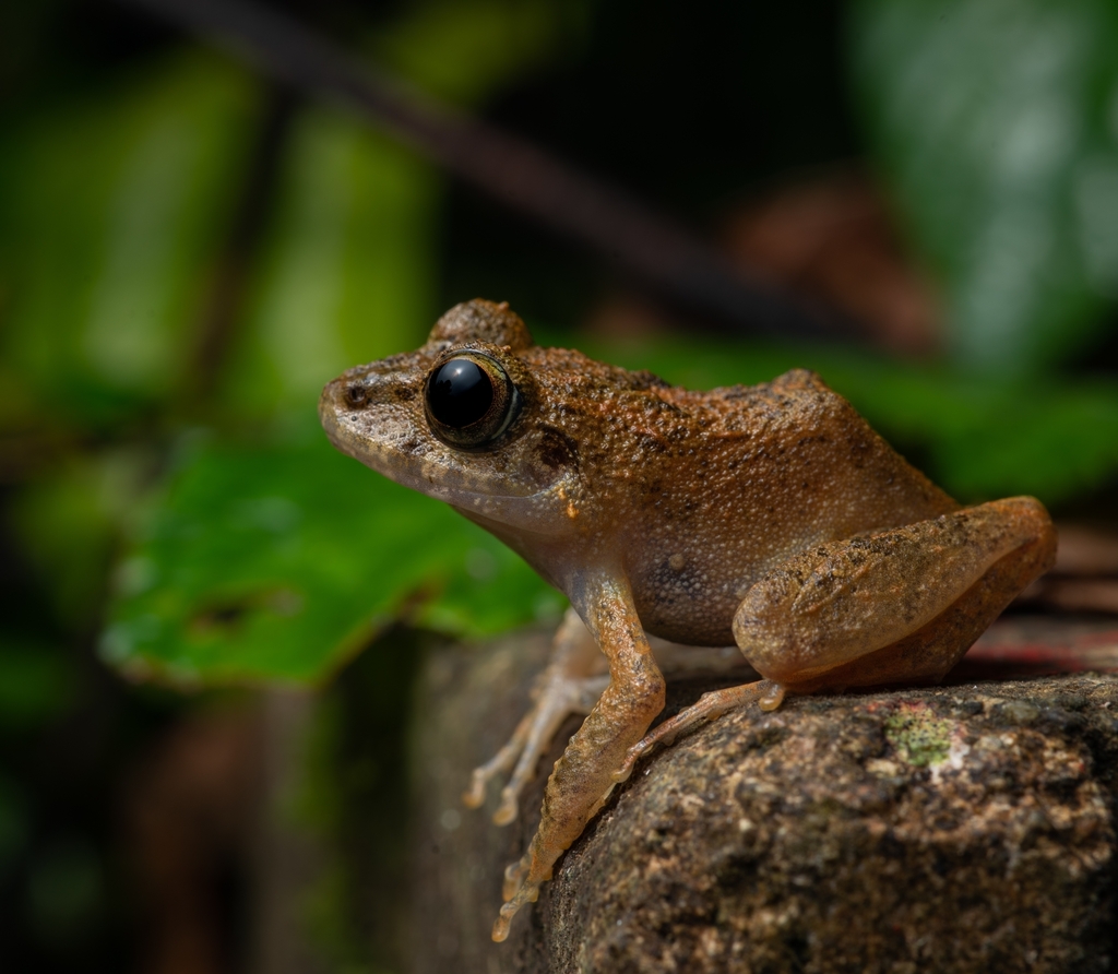 Rabor's Forest Frog in June 2023 by Adam Aslam · iNaturalist