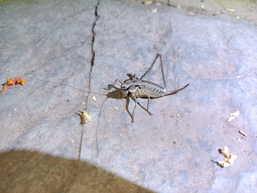 Atlanticus sinensis from Beijing, Beijing, CN on June 22, 2023 at 09:47 ...