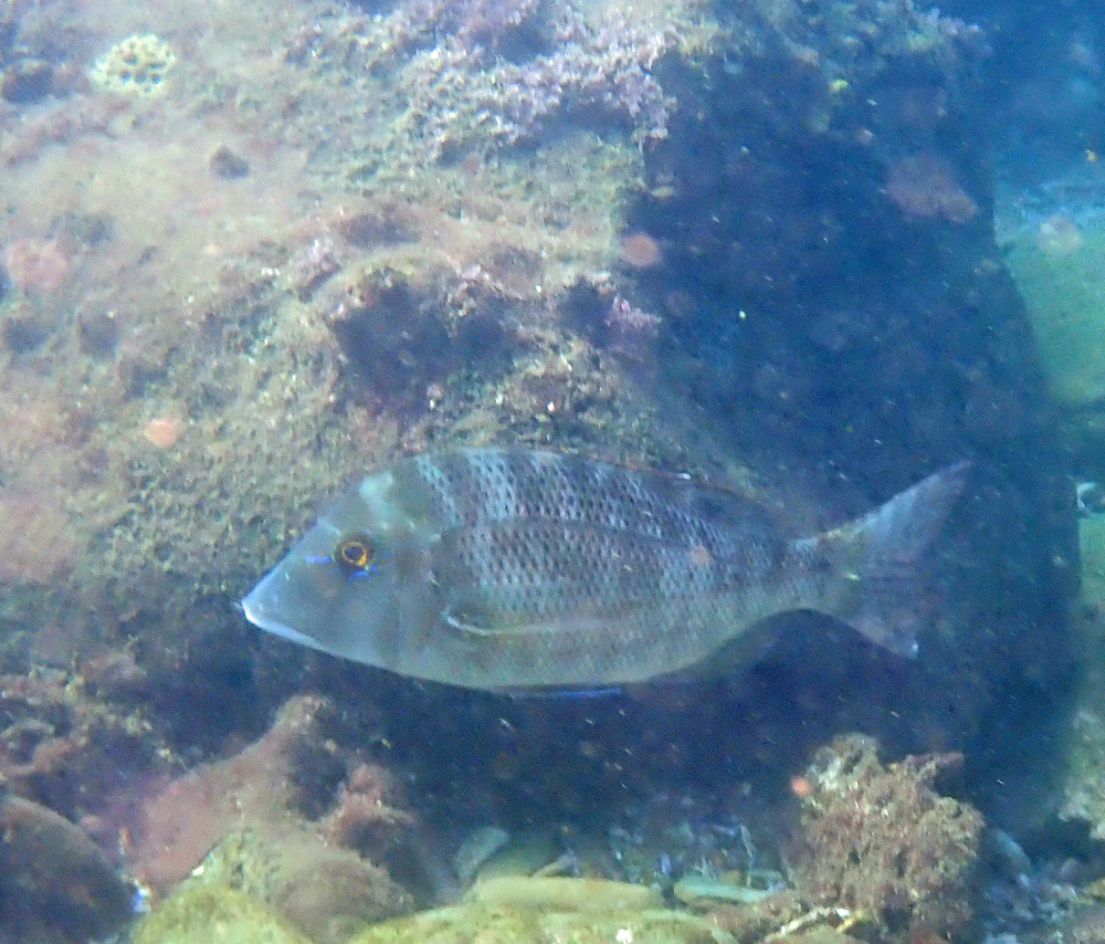 Grass Emperor from Sunshine Coast QLD, Australia on May 19, 2023 at 12: ...