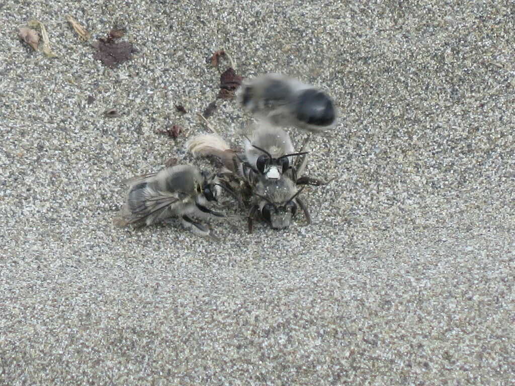 Pacific Dune-Digger from Ma'le'l Dunes, Humboldt County, CA, USA on May ...