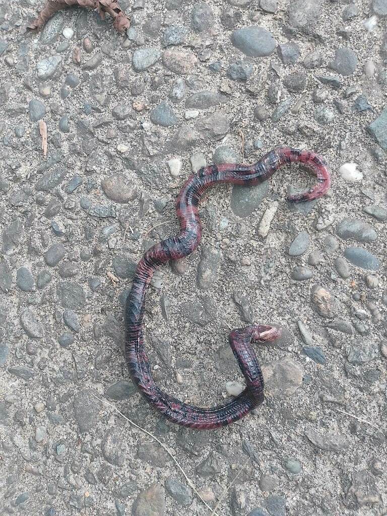 Black-and-white Worm Lizard from El Pangui, Ecuador on June 21, 2023 at ...