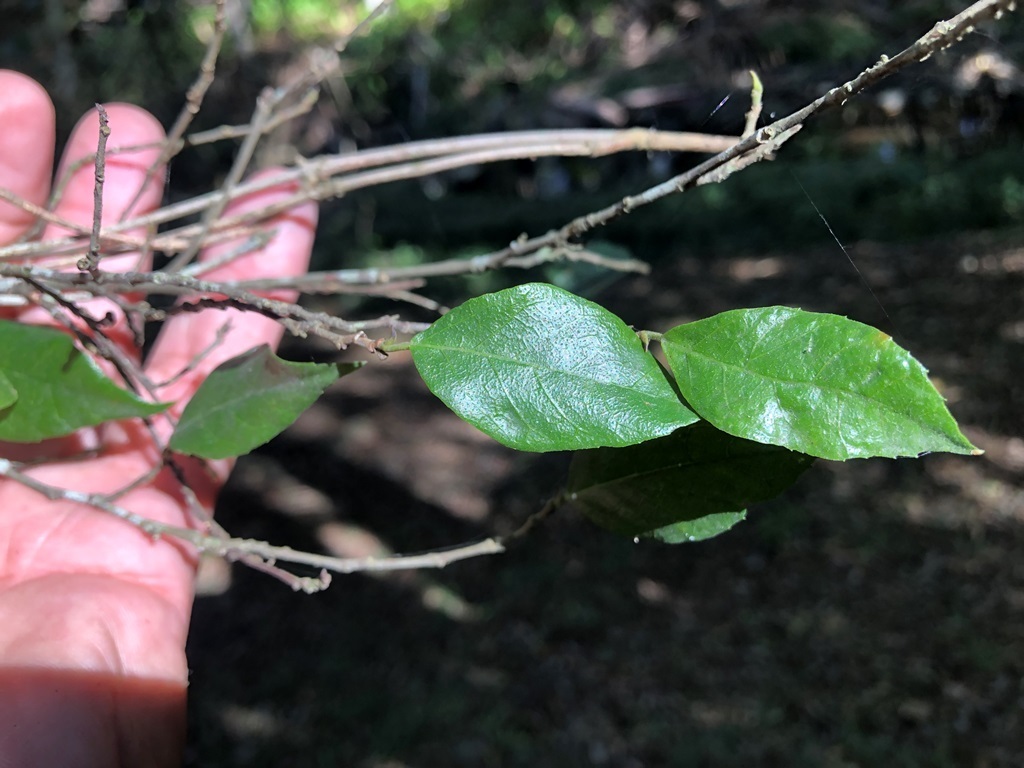 whalebone tree from Kingsholme QLD 4208, Australia on June 18, 2023 at ...