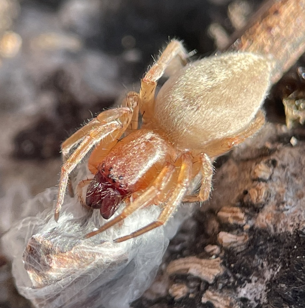 Sac Spiders from Bruce Highway, Yabulu, QLD, AU on June 23, 2023 at 04: ...