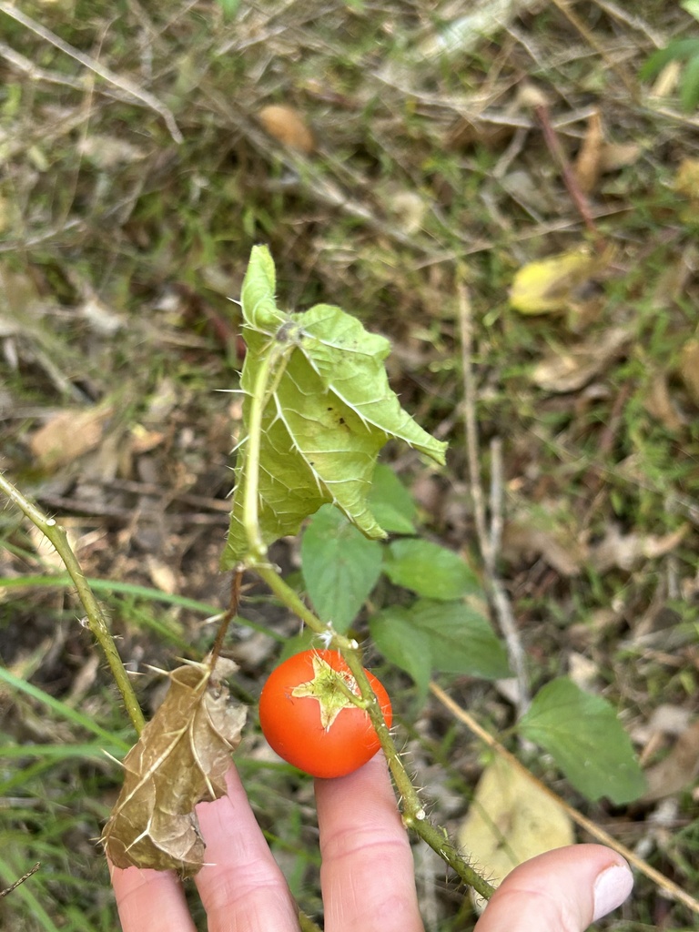 Cockroach Berry from Lake Innes, NSW, AU on June 23, 2023 at 02:37 PM ...