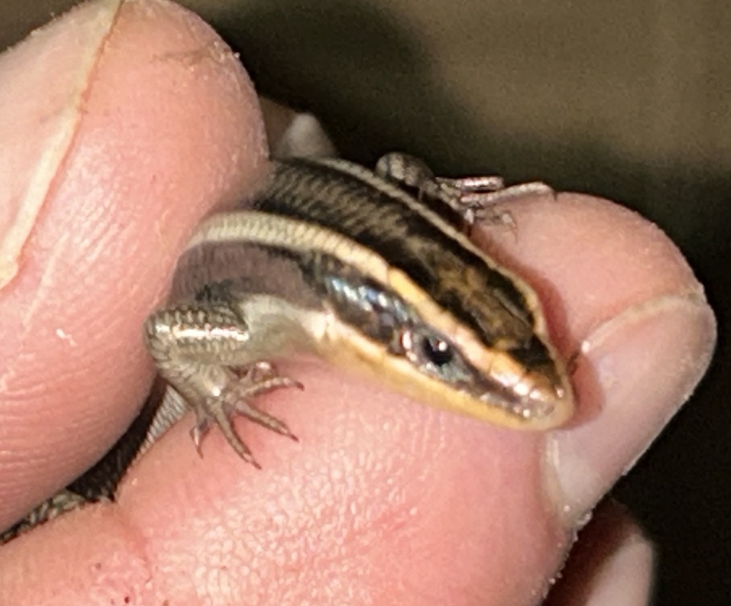 Gilbert's Skink in June 2023 by Eric Hough · iNaturalist