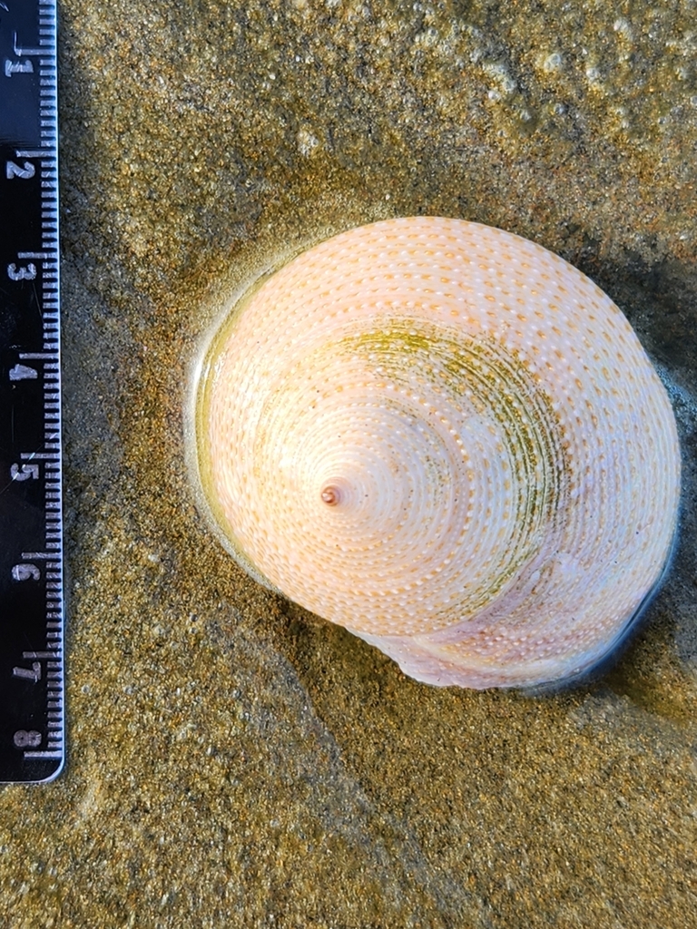 Maurea selecta from Northland, New Zealand on June 23, 2023 at 10:16 AM ...