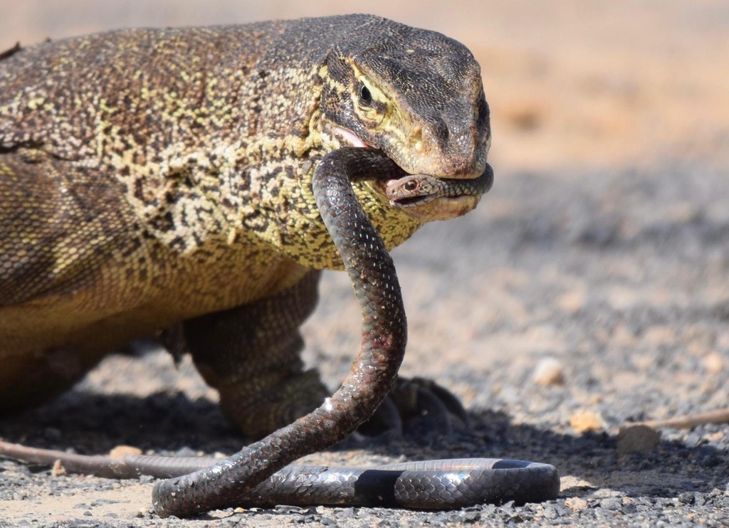 Varanus panoptes panoptes from Starcke, QLD, AU on June 22, 2023 at 11: ...