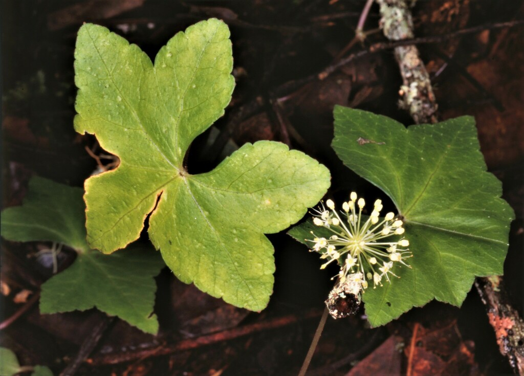 Hydrocotyle siamica from Doi Pui, Doi Suthep-Pui National Park ...