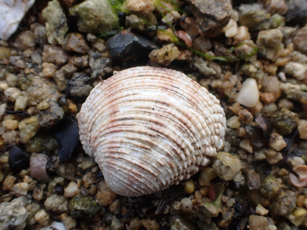 Warty Venus Clam in April 2023 by luluchouette · iNaturalist