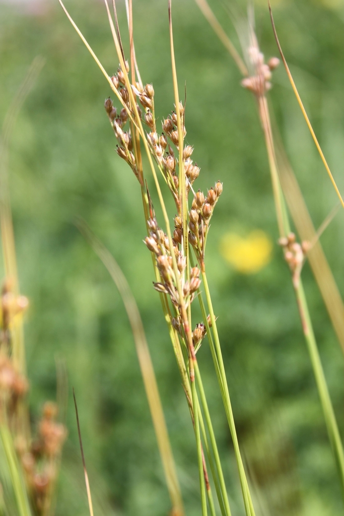 Dudley's Rush from Bondurant, IA 50035, USA on June 1, 2012 at 04:38 PM ...
