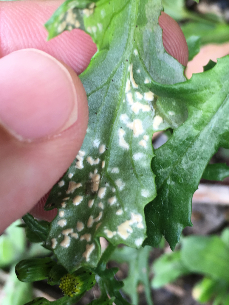 Pustula from Christchurch, Canterbury, New Zealand on December 9, 2018 ...