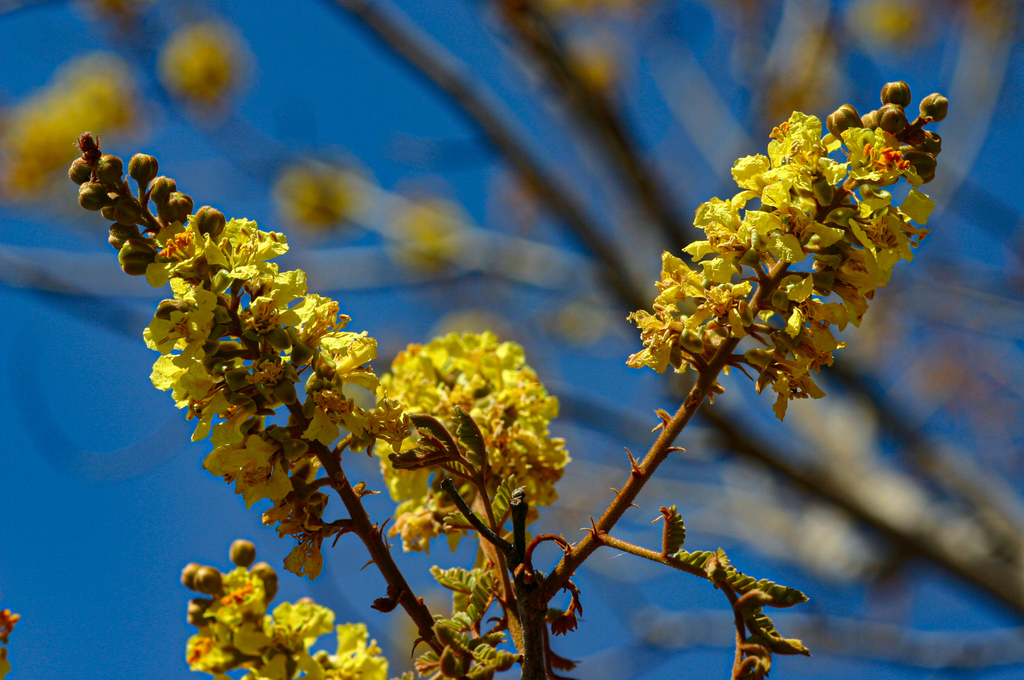 Weeping wattle from Victoria Falls, Hwange, Zimbabwe on November 29 ...
