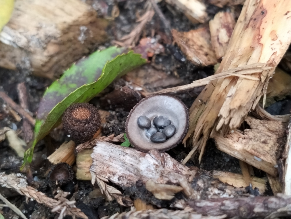 Cyathus from Whakatāne 3120, New Zealand on June 23, 2023 at 04:45 PM ...