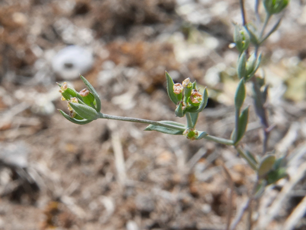 Bupleurum semicompositum (Tenerife Plants Apiales) · iNaturalist