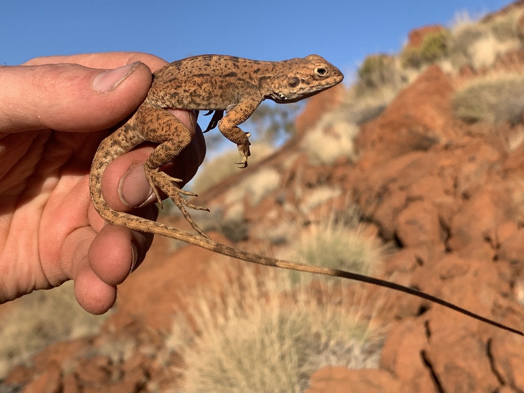 Rusty Dragon from Anangu Pitjantjatjara, AU-SA, AU on June 23, 2023 at ...