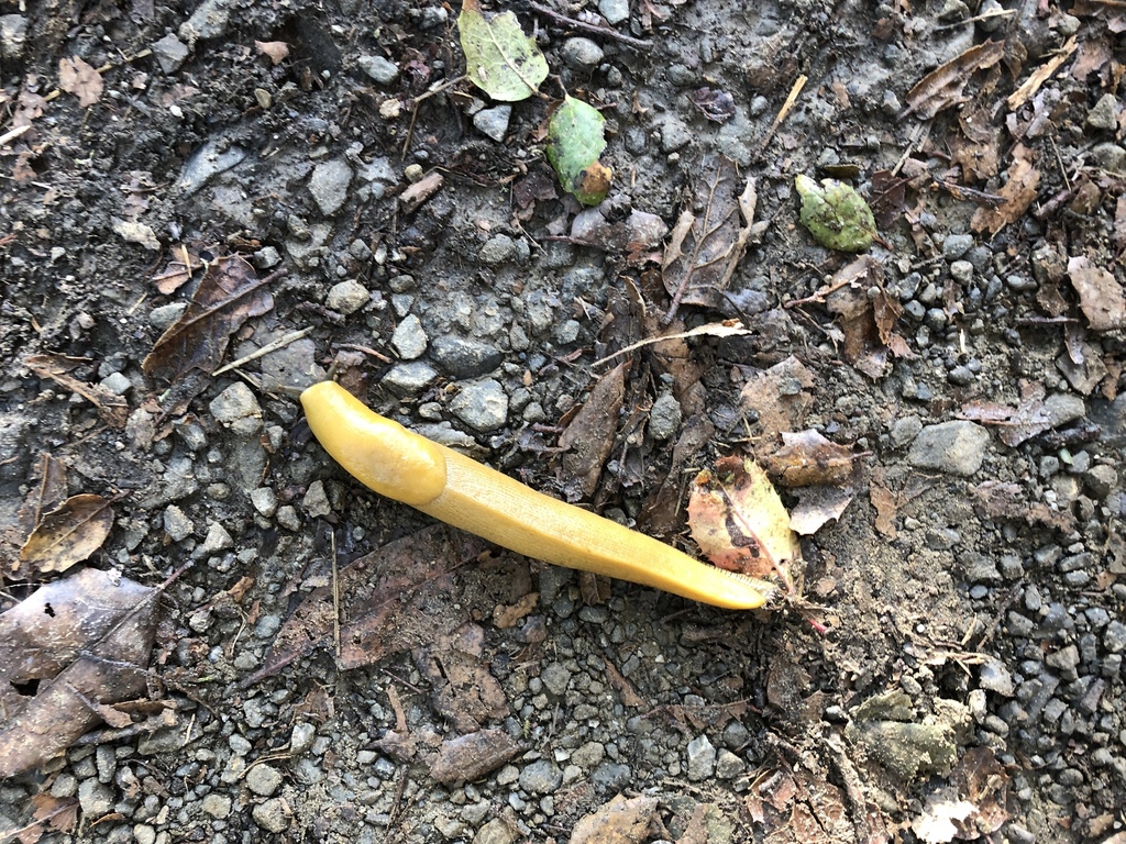 California Banana Slug from 344 Walnut St, Redwood City, CA, US on ...