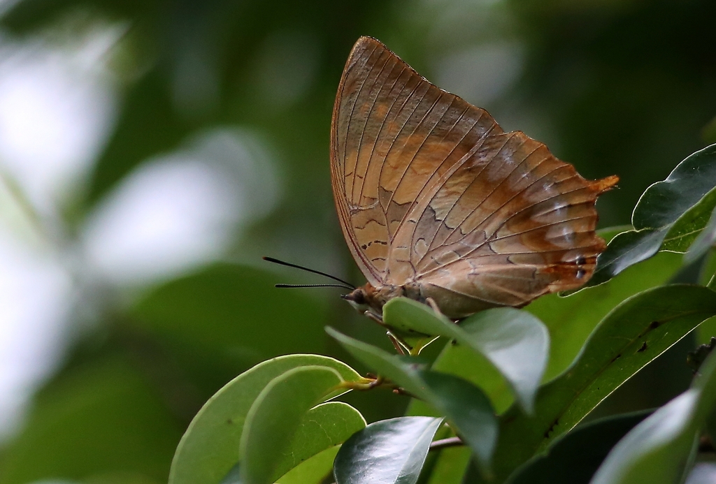 Tawny Rajah in June 2023 by Goofy Ko · iNaturalist