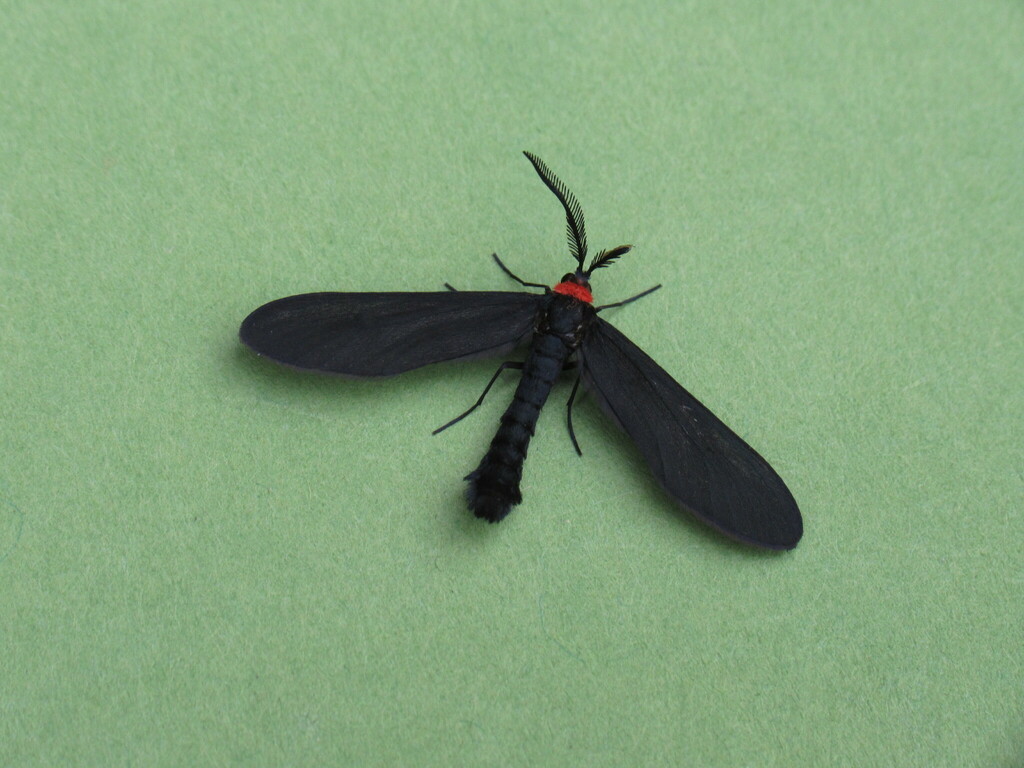 Grapeleaf Skeletonizer Moth from Bellbrook, Greene County, OH, USA on ...