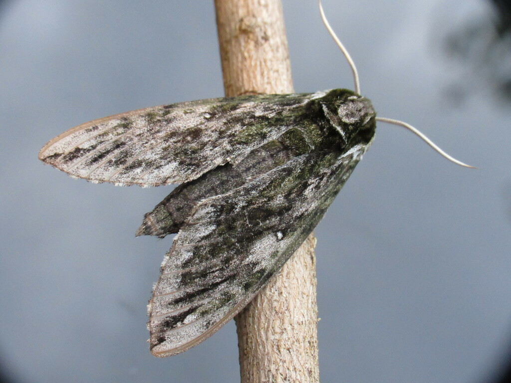 Hagen's Sphinx from Bellbrook, Greene County, OH, USA on June 20, 2023 ...
