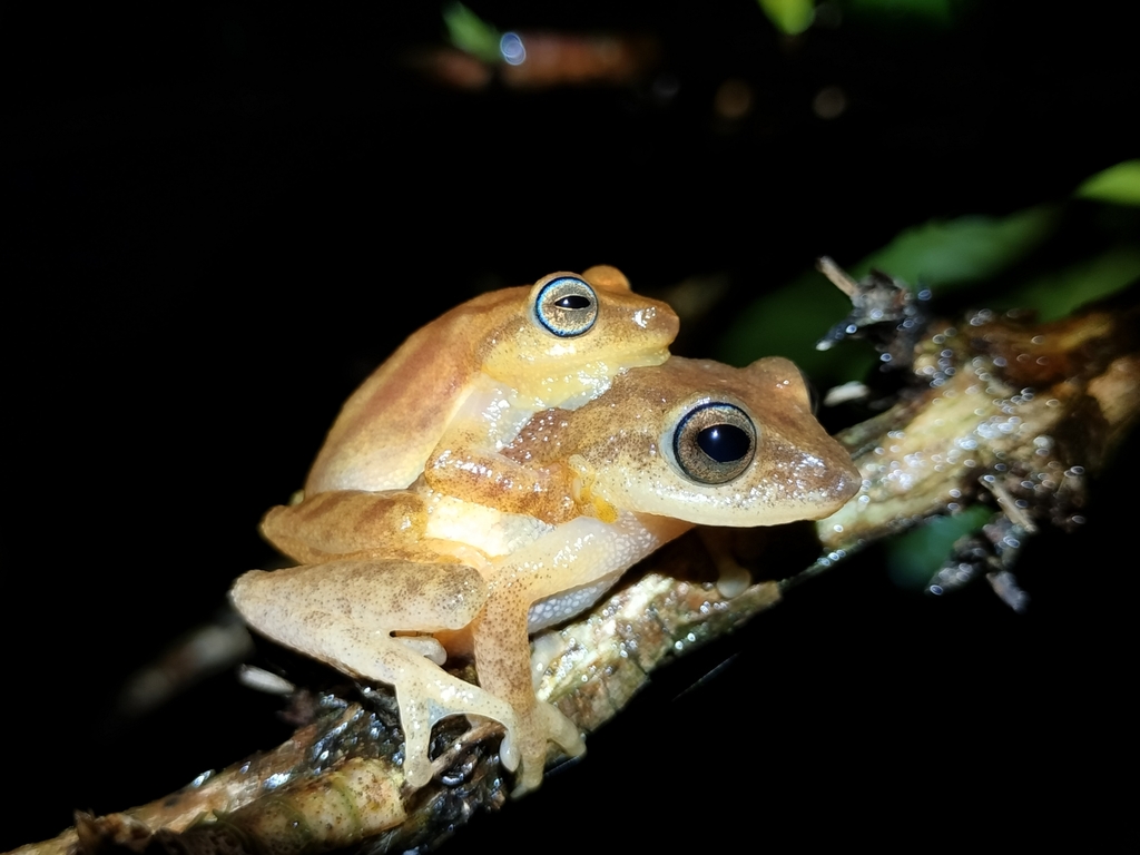 Coorg Yellow Bush Frog from Kumbardi, Karnataka 573134, India on June ...