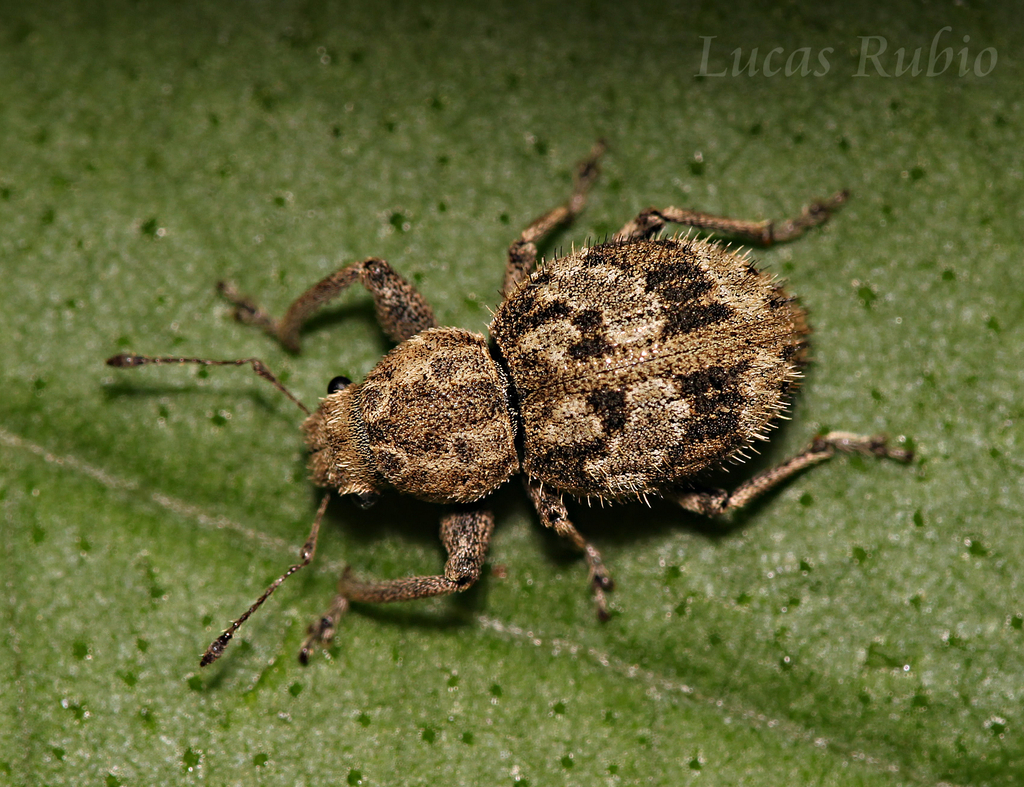 Pantomorus postfasciatus (Florianopolis - Insects, no Lepidoptera ...