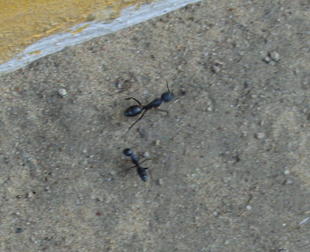 Indian Black Ant from Bikaner, Rajasthan, India on October 2, 2019 at ...