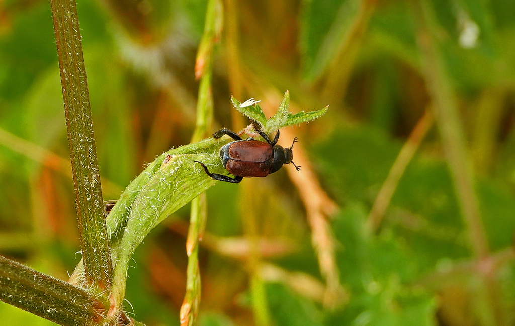 Welsh Chafer from Maple Cross, UK on June 23, 2023 at 10:46 AM by Paul ...