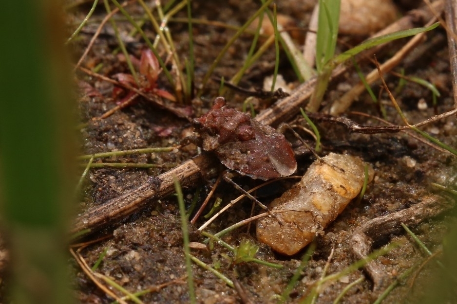 Big-eyed Toad Bug from Bowie, MD 20720, USA on May 21, 2023 at 03:56 PM ...