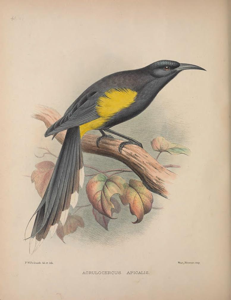 Hawaiian Honeyeaters (Mohoidae) - Avian Discovery