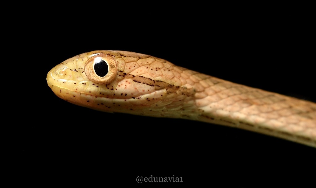 Lane's Sepia Snake from Territorio indígena y parque nacional Isiboro ...