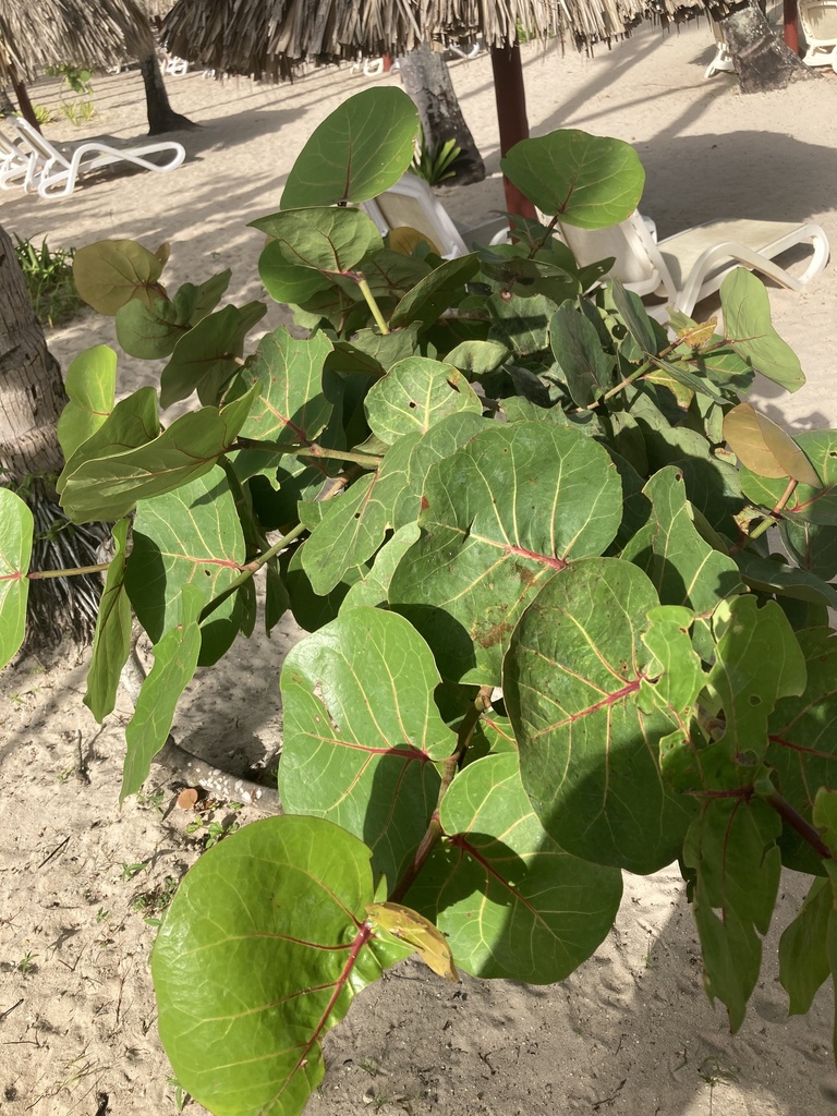 sea grape from North Atlantic Ocean, Province de San Pedro de Macoris ...