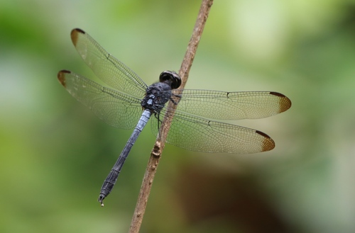 Observations by mlanguy · iNaturalist