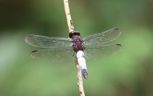 Observations by mlanguy · iNaturalist