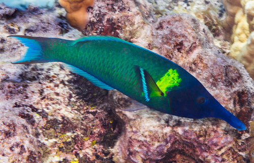 Bird Wrasse (Reef Fish of the Hawaiian Islands) · iNaturalist