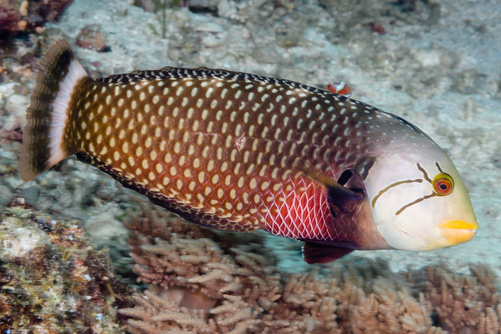 Rockmover Wrasse (Reef Fish of the Hawaiian Islands) · iNaturalist
