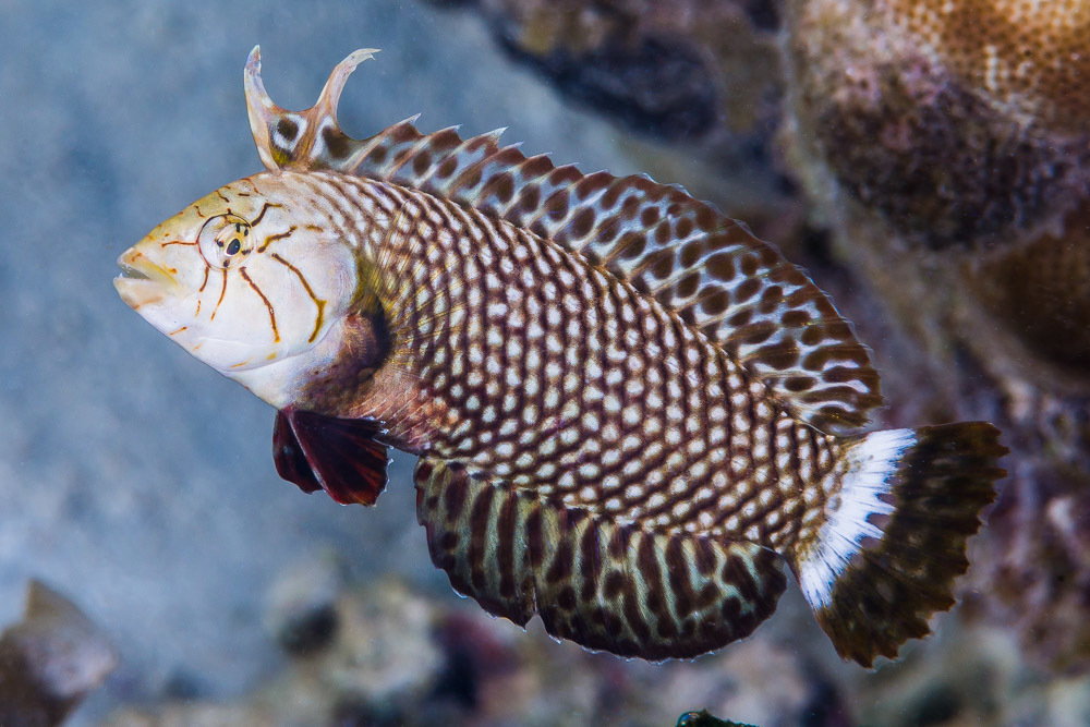 Rockmover Wrasse (Reef Fish of the Hawaiian Islands) · iNaturalist