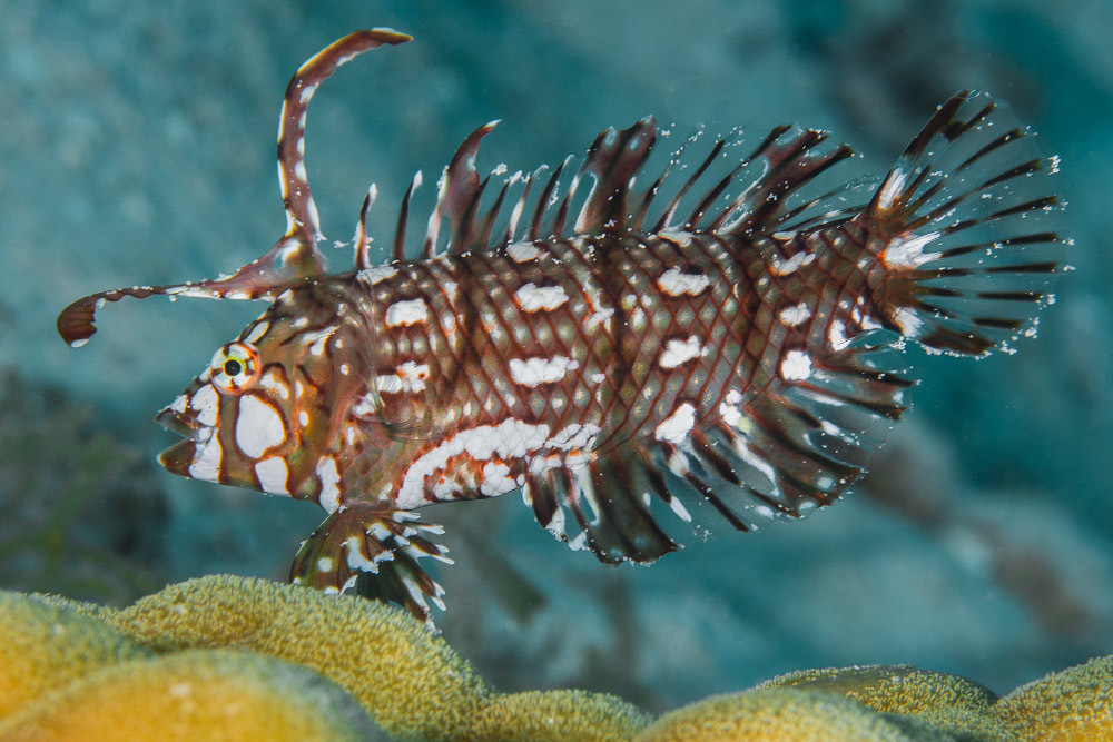 Rockmover Wrasse (Reef Fish of the Hawaiian Islands) · iNaturalist
