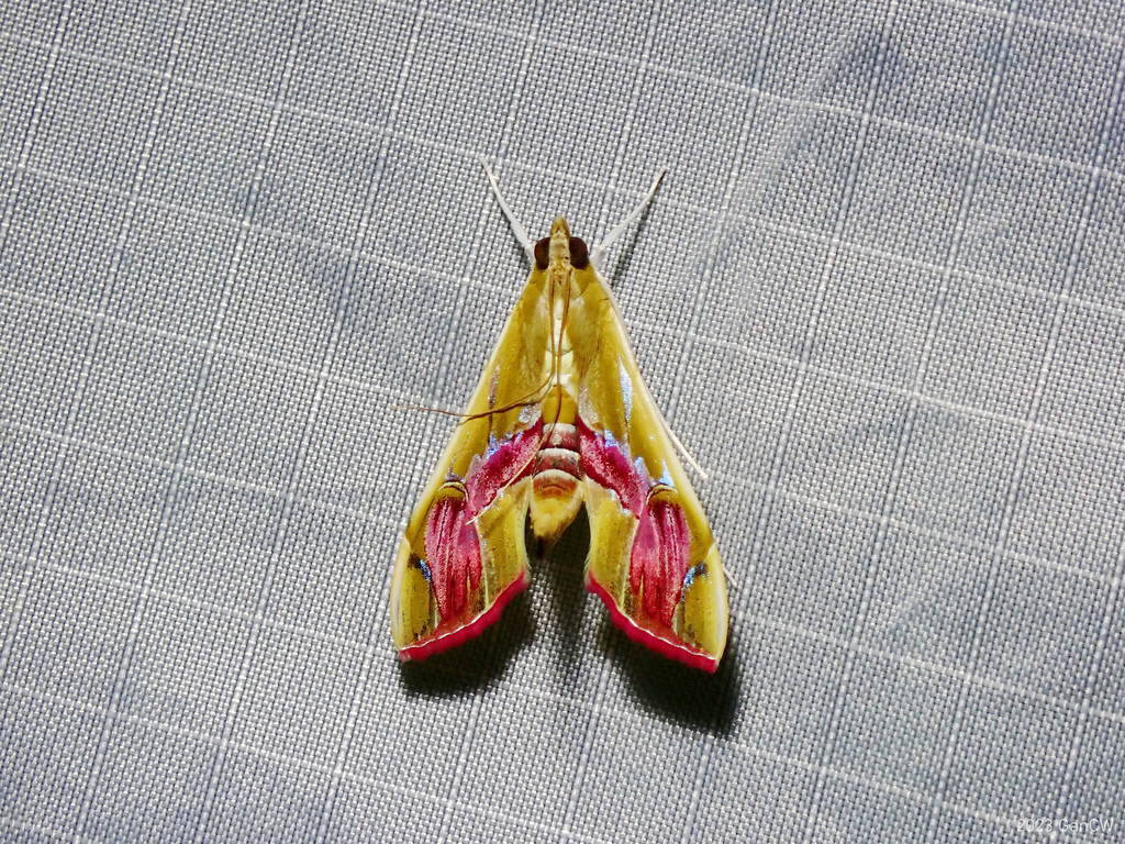Coral Tree Moth from Pantang Eco-Lodge, Zhemgang, Bhutan on May 31 ...
