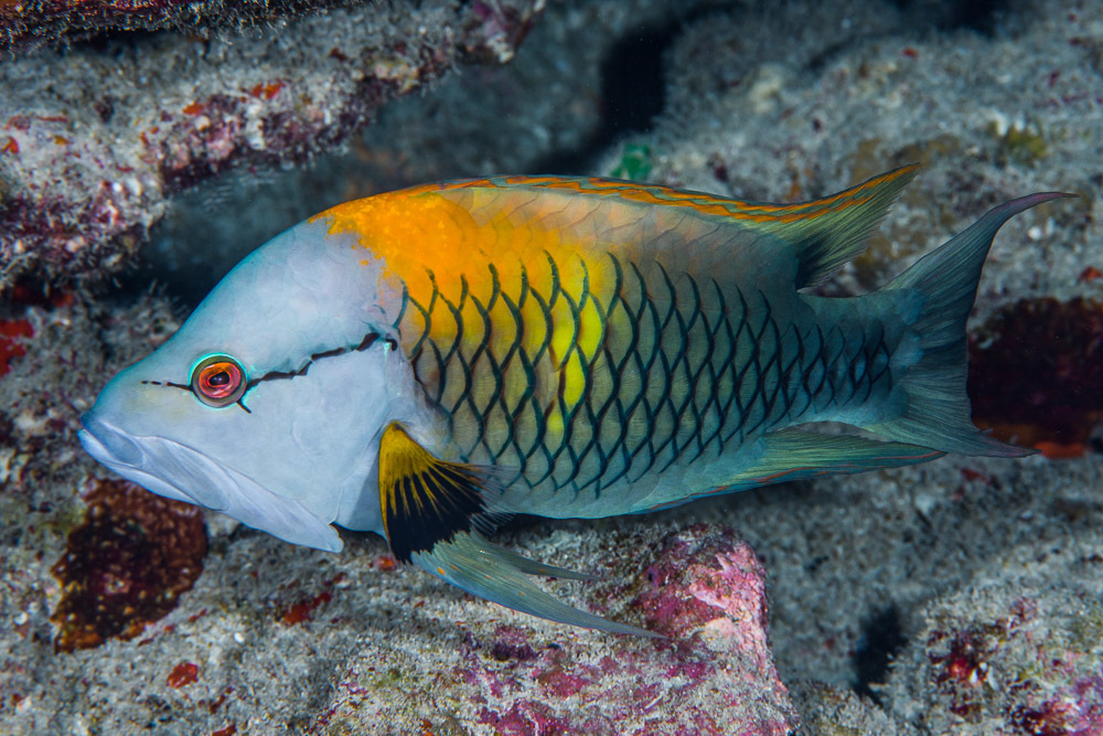 Slingjaw Wrasse (Reef Fish of the Hawaiian Islands) · iNaturalist