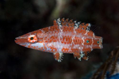 Ringtail Maori Wrasse (Reef Fish of the Hawaiian Islands) · iNaturalist
