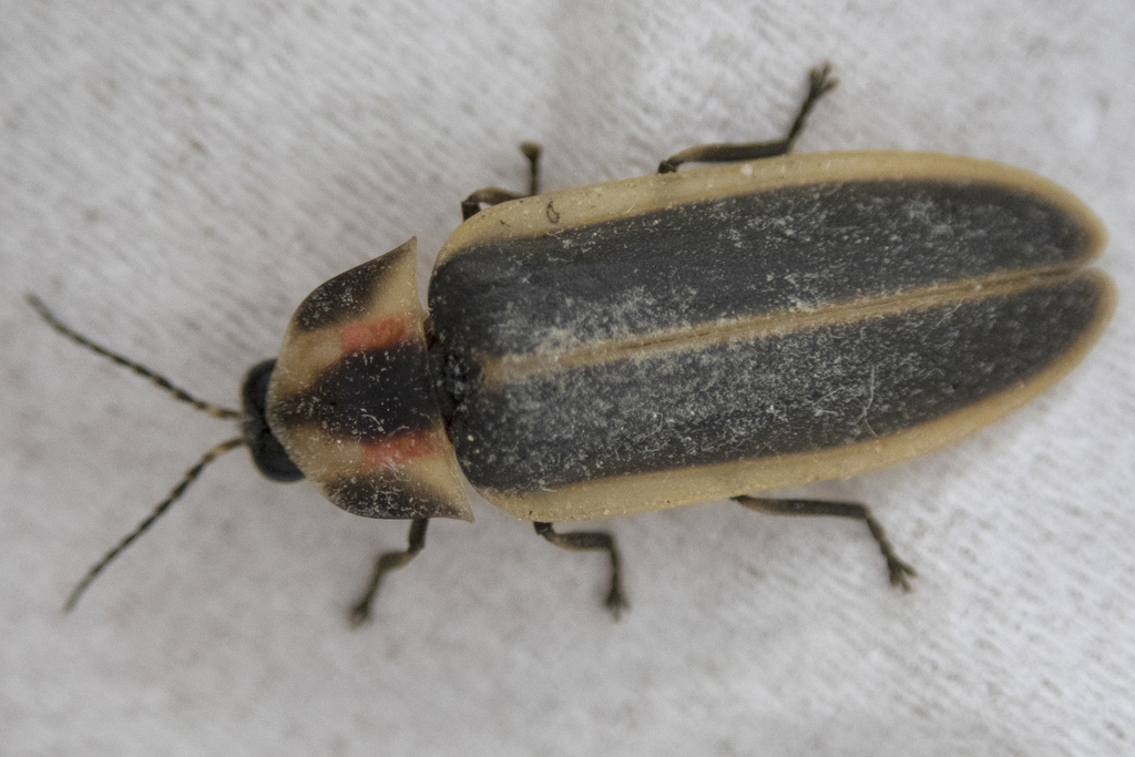 Pyractomena from Shepard Settlement, Onondaga County, NY, USA on June ...