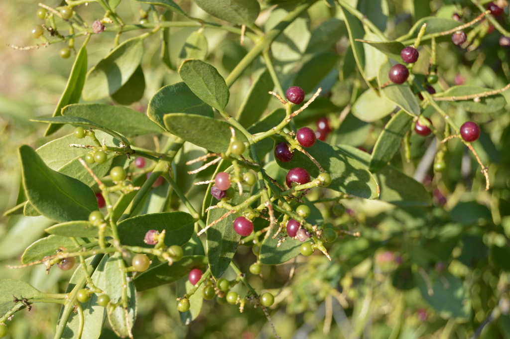 toothbrush tree (Salvadora persica) - Botanical Realm